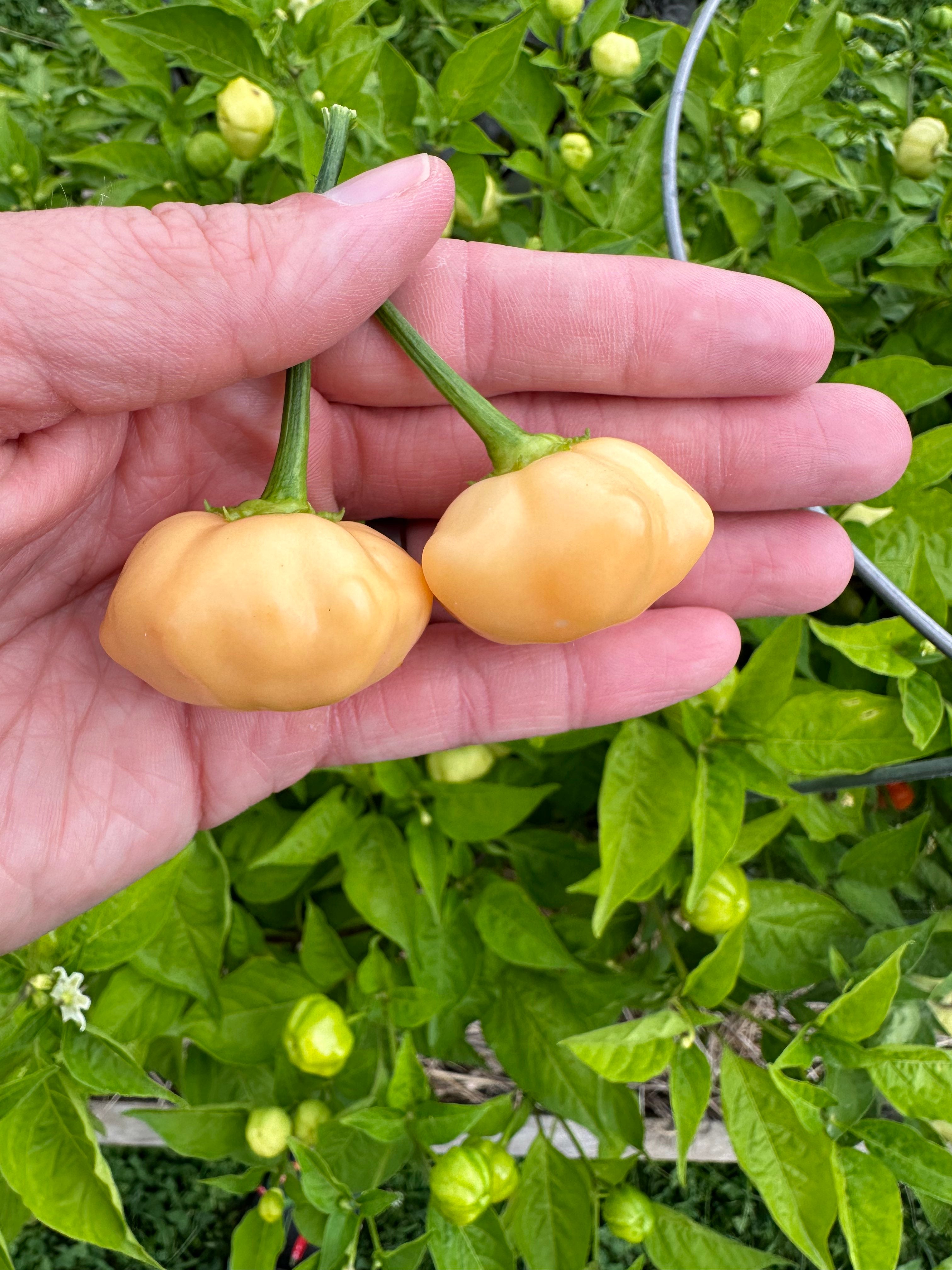 Brazilian Starfish x Peppa Peach (Peach Pheno) F3 *2023 stock* | Pepper ...