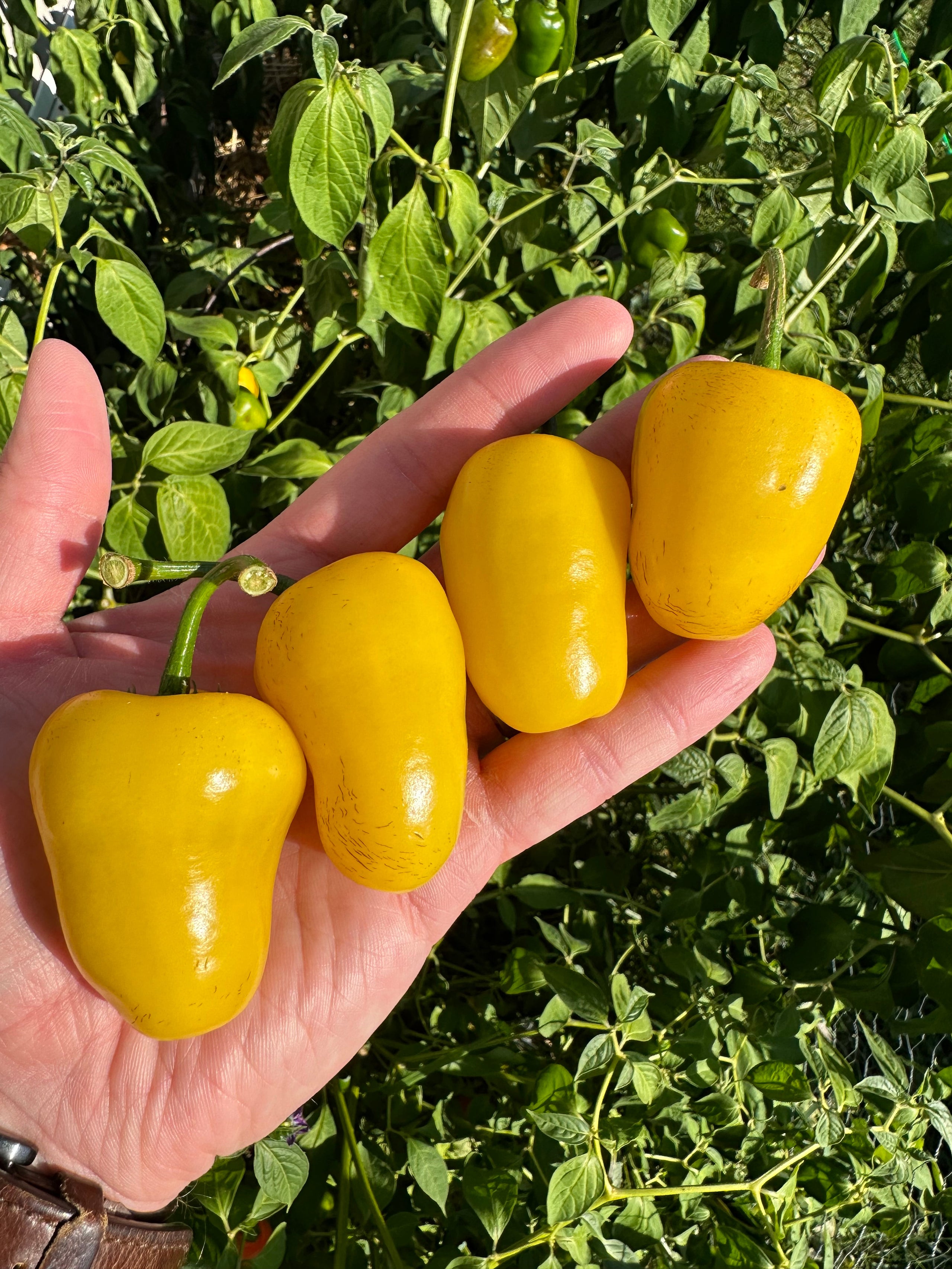 Yellow Rocoto 2023 Stock Pepper Ranger yellow-rocoto-2023-stock-pepper-ranger